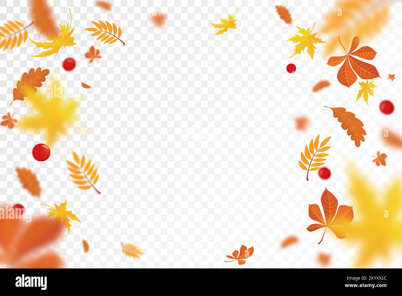 Falling colorful autumn maple and oak leaves, viburnum and acorns with ...