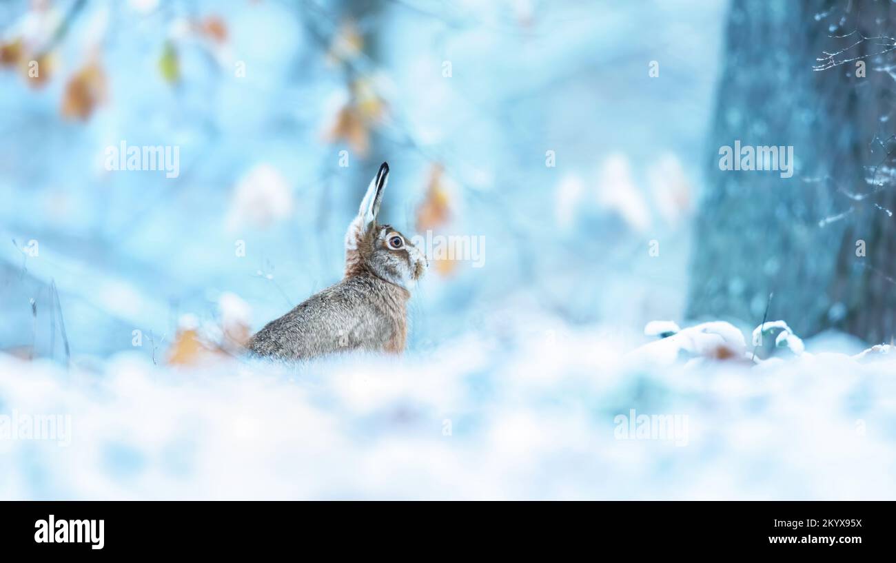 A hare sits in a snowy landscape and looks out for a predator, the best ...