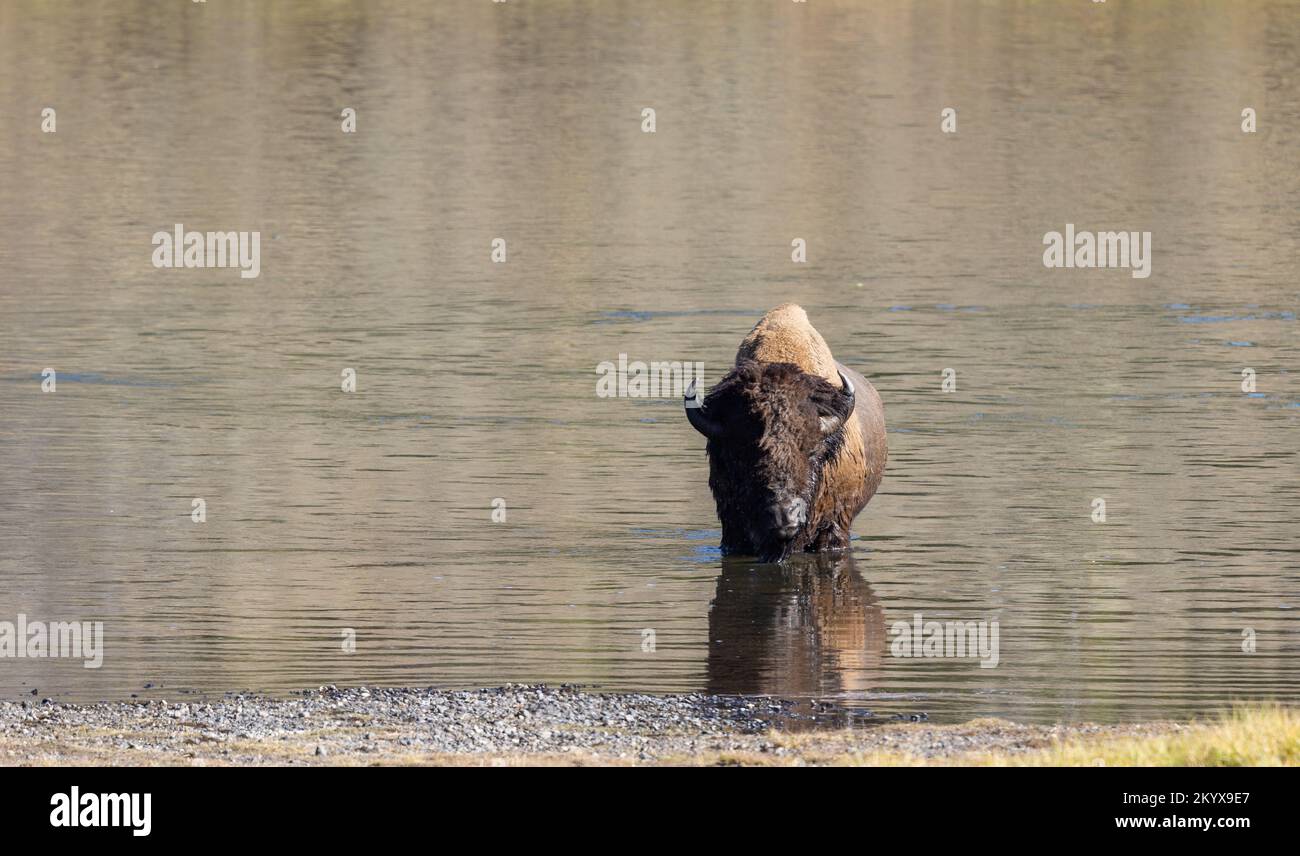 Bison Crossing the yellowstone River Wyoming in Autumn Stock Photo - Alamy