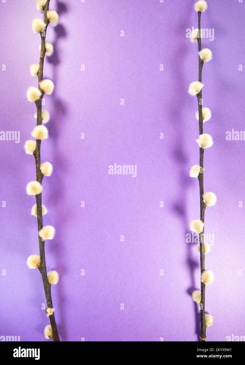 top and bottom stems of Pussy Willow or Salix - furry catkins isolated ...