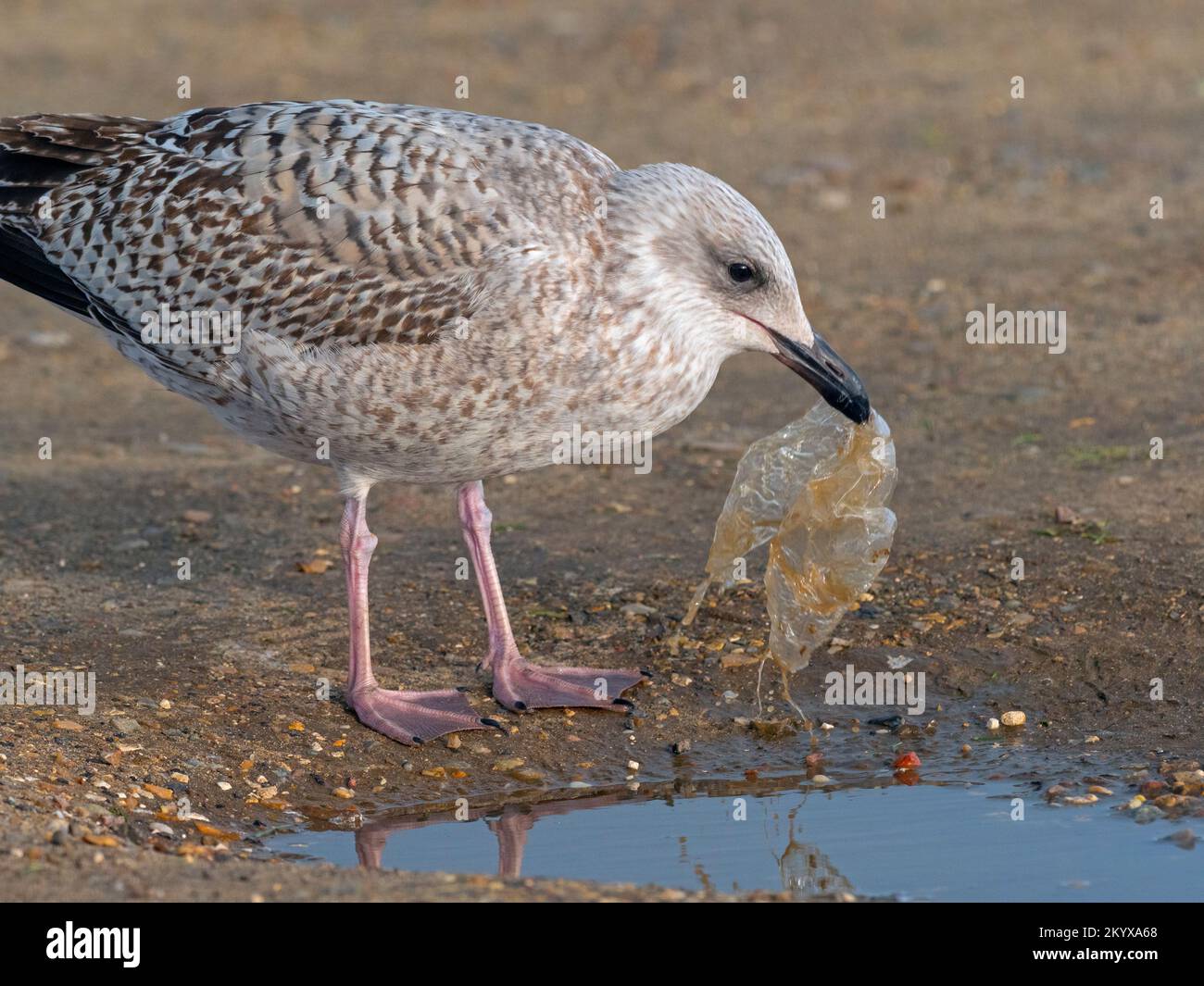 Herring Gull Larus argentatus immature bird feeding on hamburger debri ...