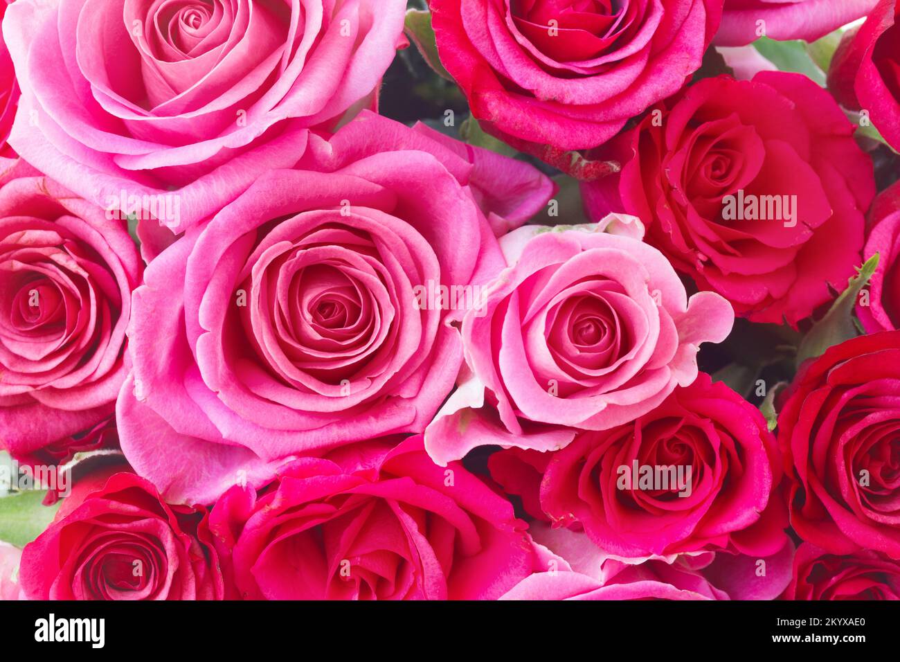 bouquet of fresh pink roses Stock Photo - Alamy