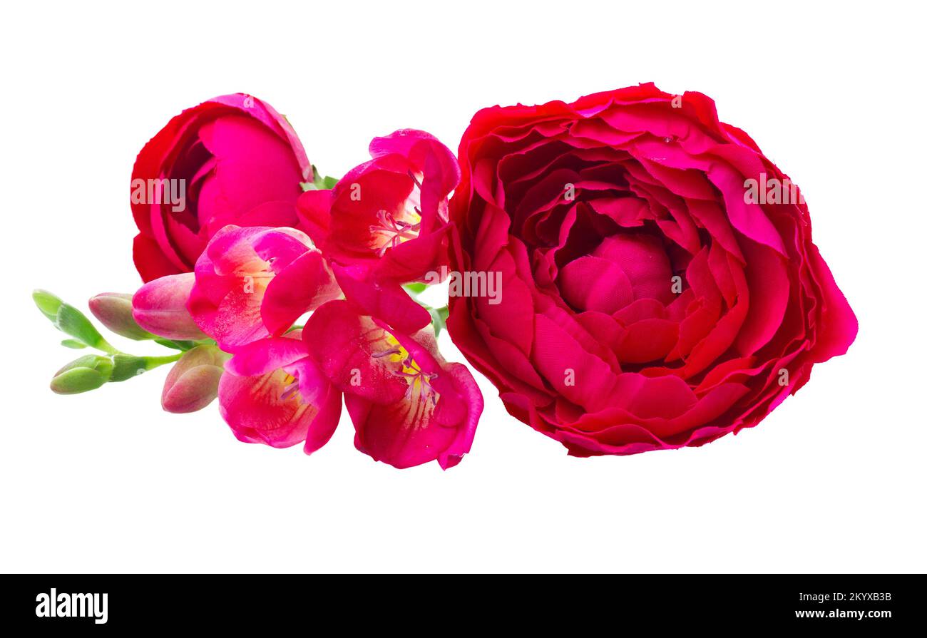 Ranunculus magenta flower hi-res stock photography and images - Alamy