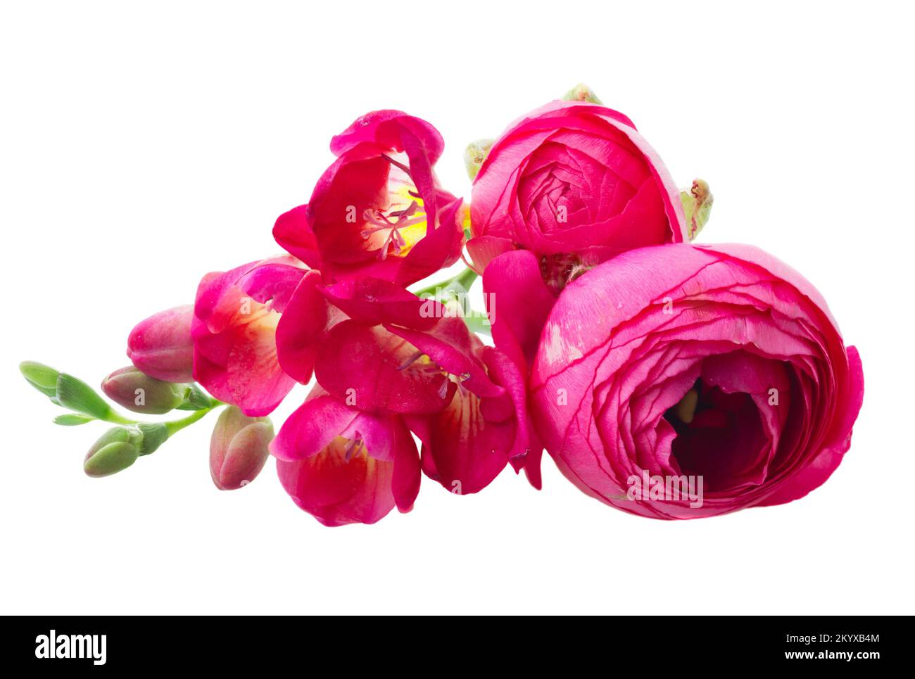 Ranunculus magenta flower hi-res stock photography and images - Alamy