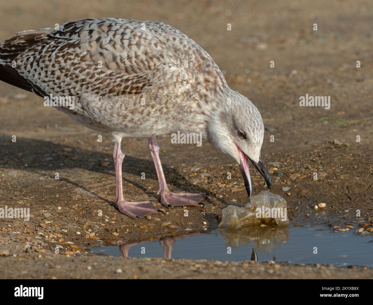 Herring Gull Larus argentatus immature bird feeding on hamburger debri ...