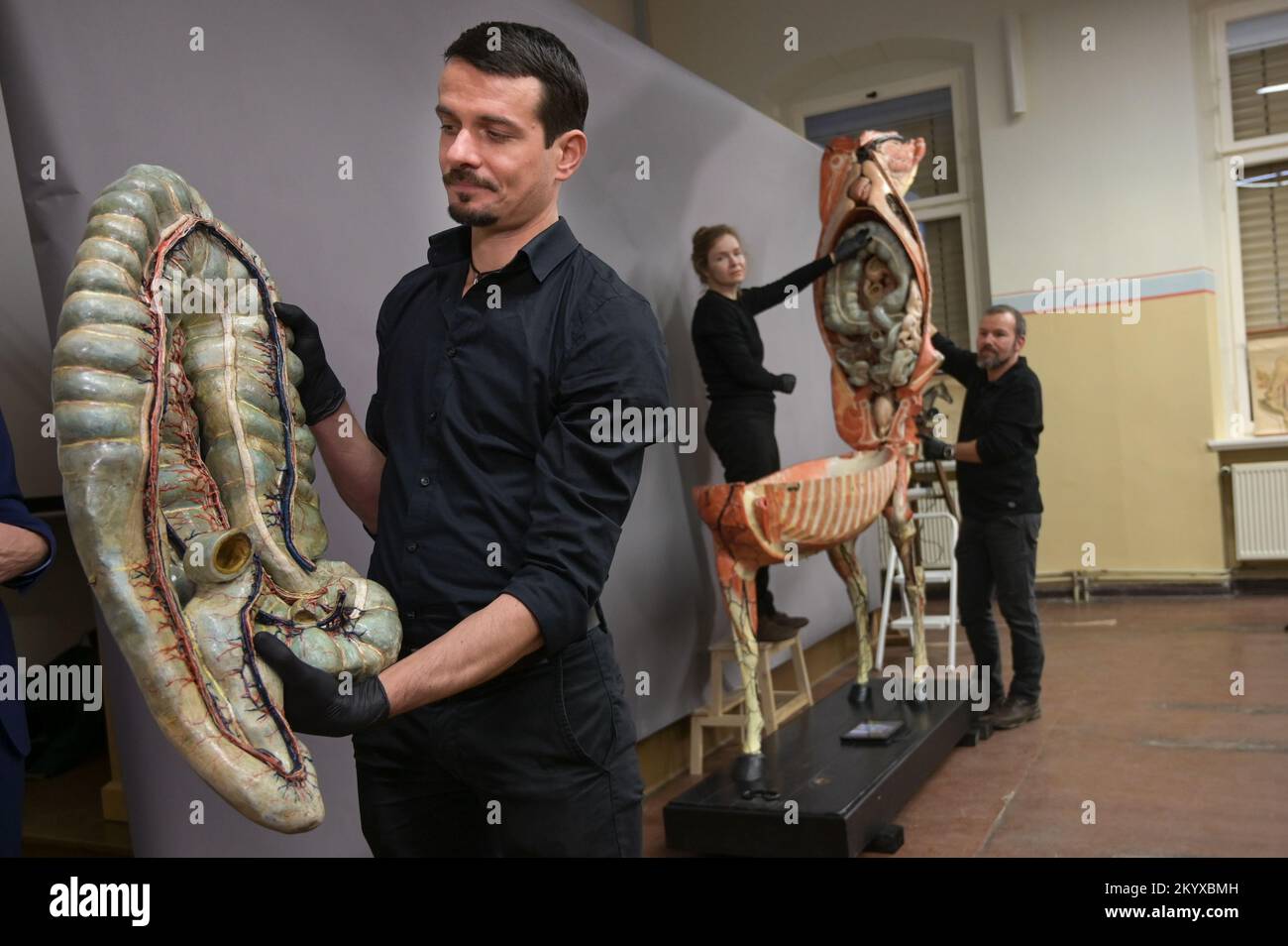 Dr louis auzoux hi-res stock photography and images - Alamy