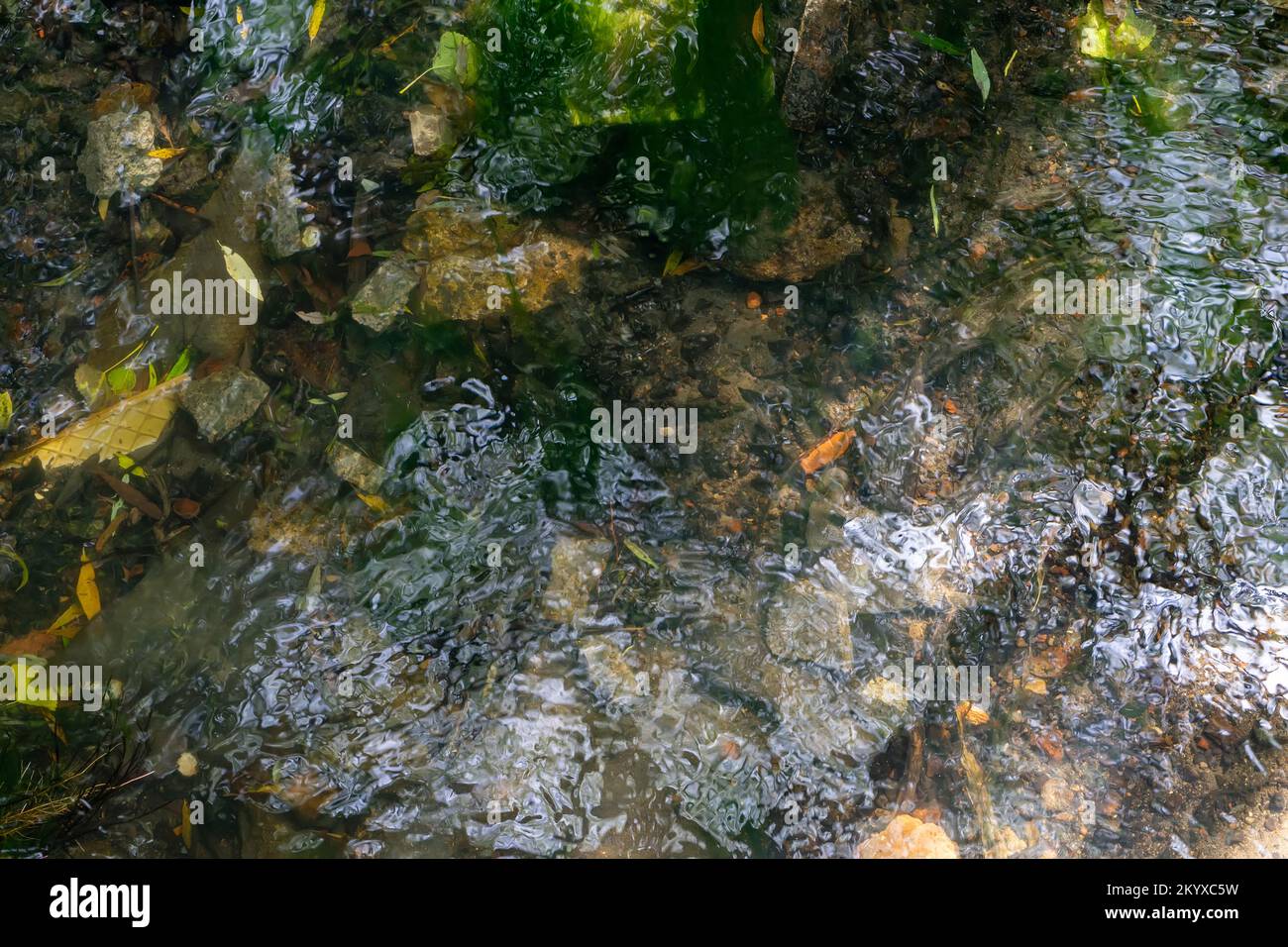 The channel of a shallow forest river with clear water close-up Stock ...