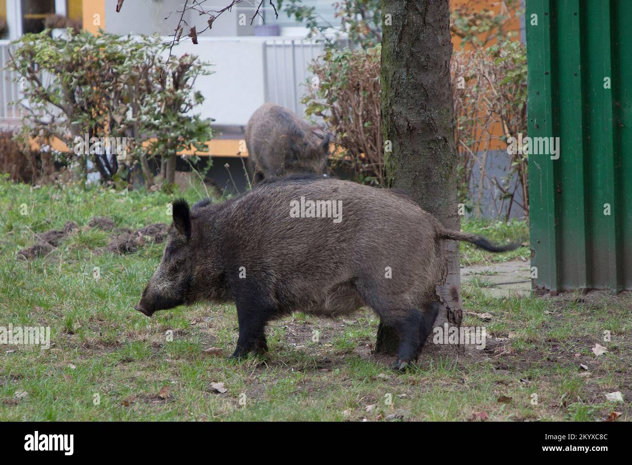 Wild Boar, in Pruszcz Gdanski, Poland - Dzik euroazjatycki w Pruszcz ...