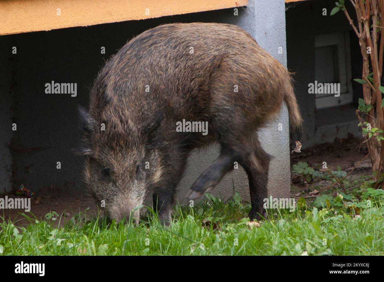 Wild Boar, in Pruszcz Gdanski, Poland - Dzik euroazjatycki w Pruszcz ...