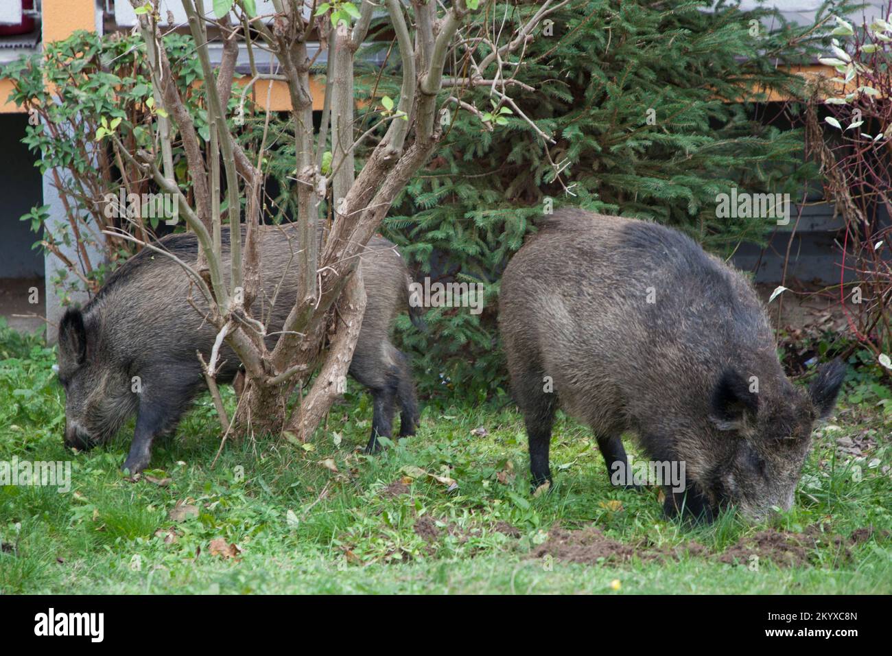 Wild Boar, in Pruszcz Gdanski, Poland - Dzik euroazjatycki w Pruszcz ...