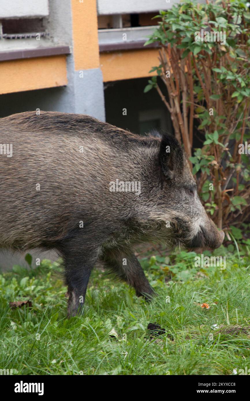 Wild Boar, in Pruszcz Gdanski, Poland - Dzik euroazjatycki w Pruszcz ...