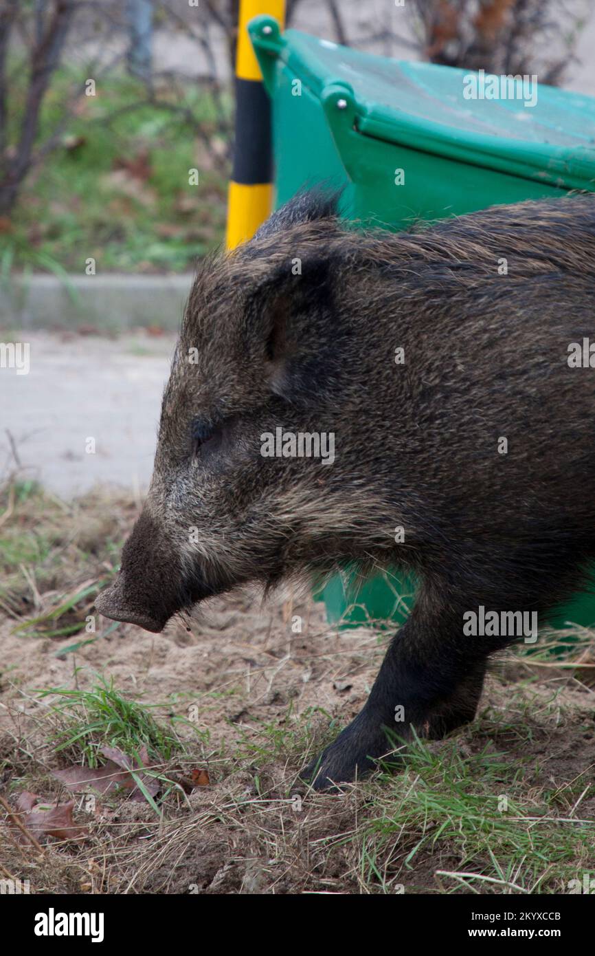 Wild Boar, in Pruszcz Gdanski, Poland - Dzik euroazjatycki w Pruszcz ...