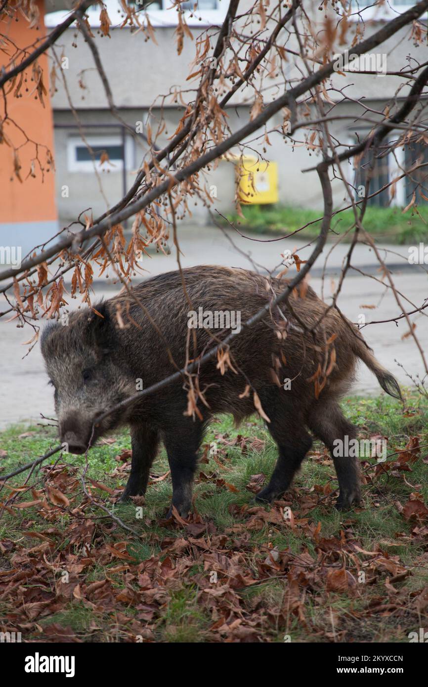 Wild Boar, in Pruszcz Gdanski, Poland - Dzik euroazjatycki w Pruszcz ...