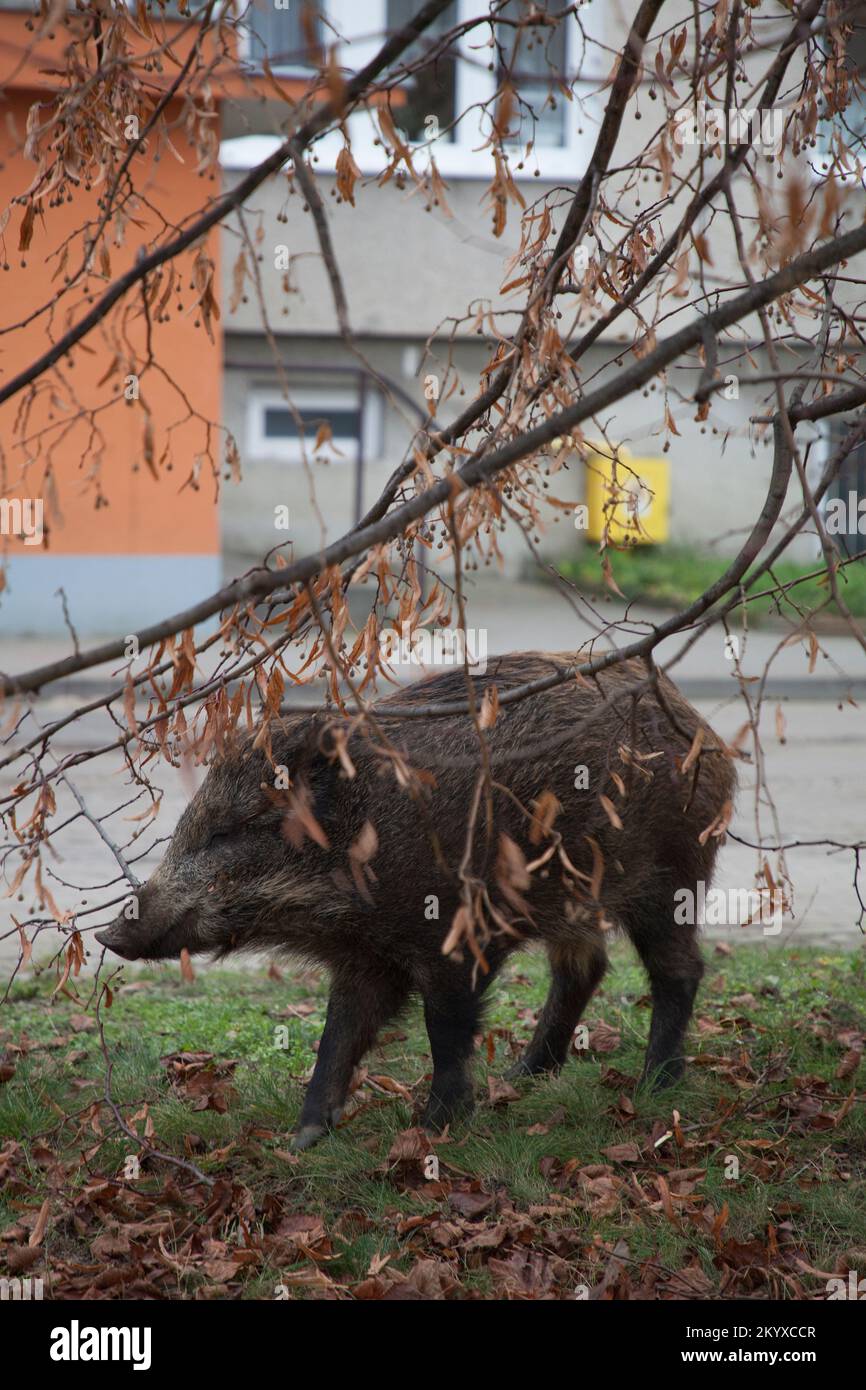 Wild Boar, in Pruszcz Gdanski, Poland - Dzik euroazjatycki w Pruszcz ...