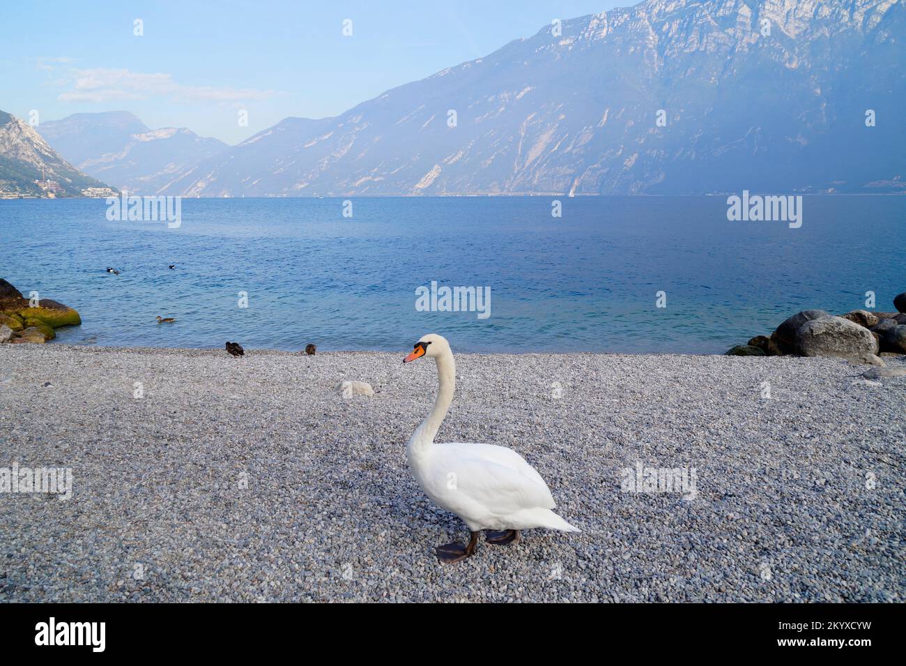 a white swan on the shore of scenic lake Garda in the mediterranean ...