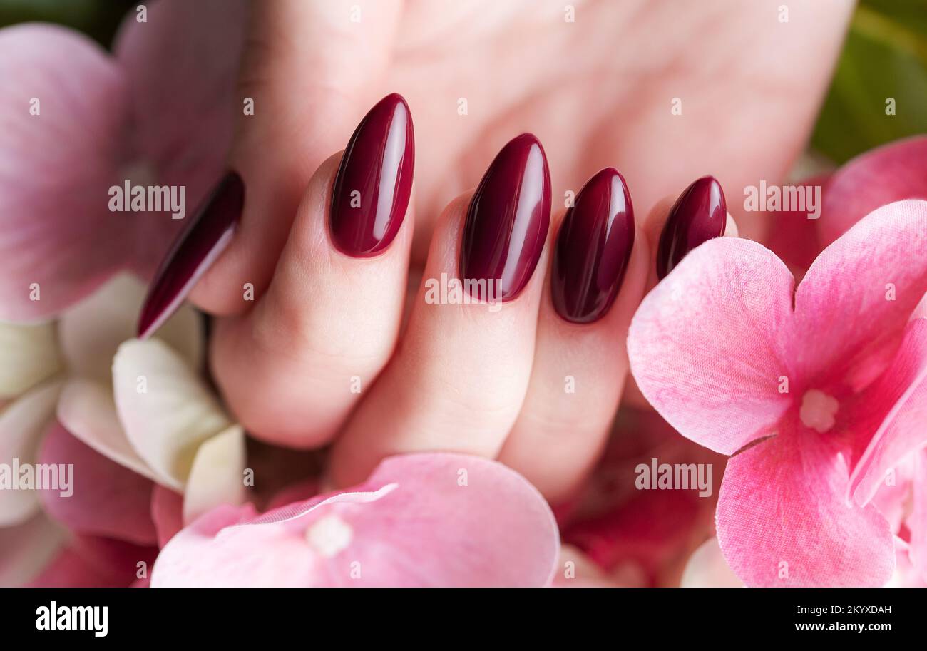 Beautiful hands of a young woman with dark red manicure on nails ...