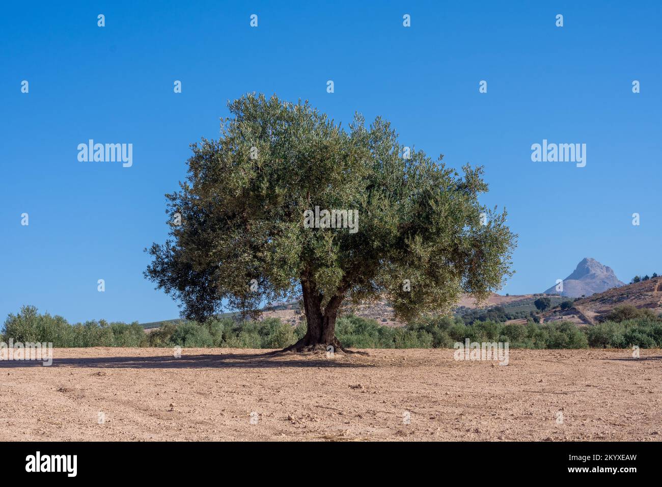 Beautiful lonely olive tree with blue sky in the background Stock Photo ...