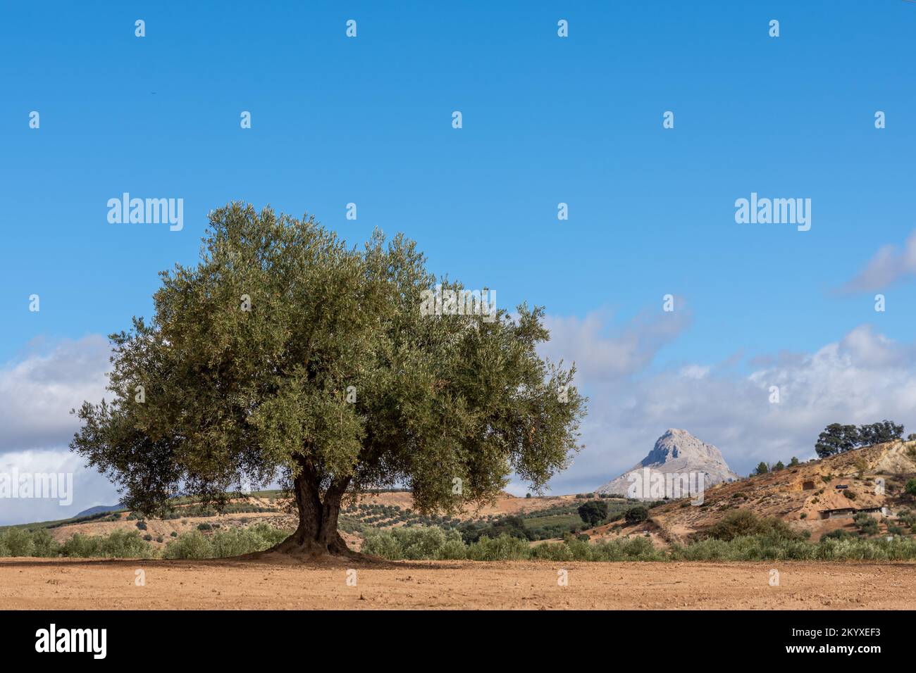 Beautiful lonely olive tree with blue sky in the background Stock Photo ...