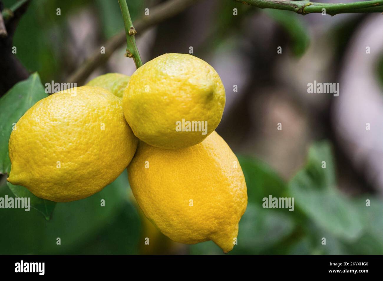 lemon fruit crop on tree Stock Photo - Alamy