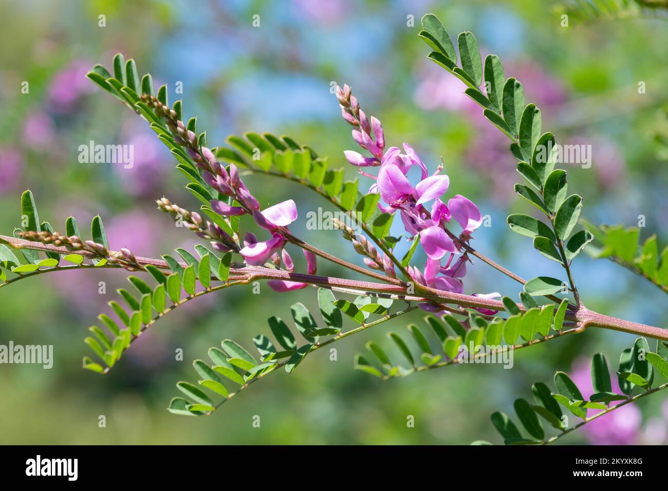 Close up of Himalayan indigo (indigofera himalayensis) flowers in bloom ...