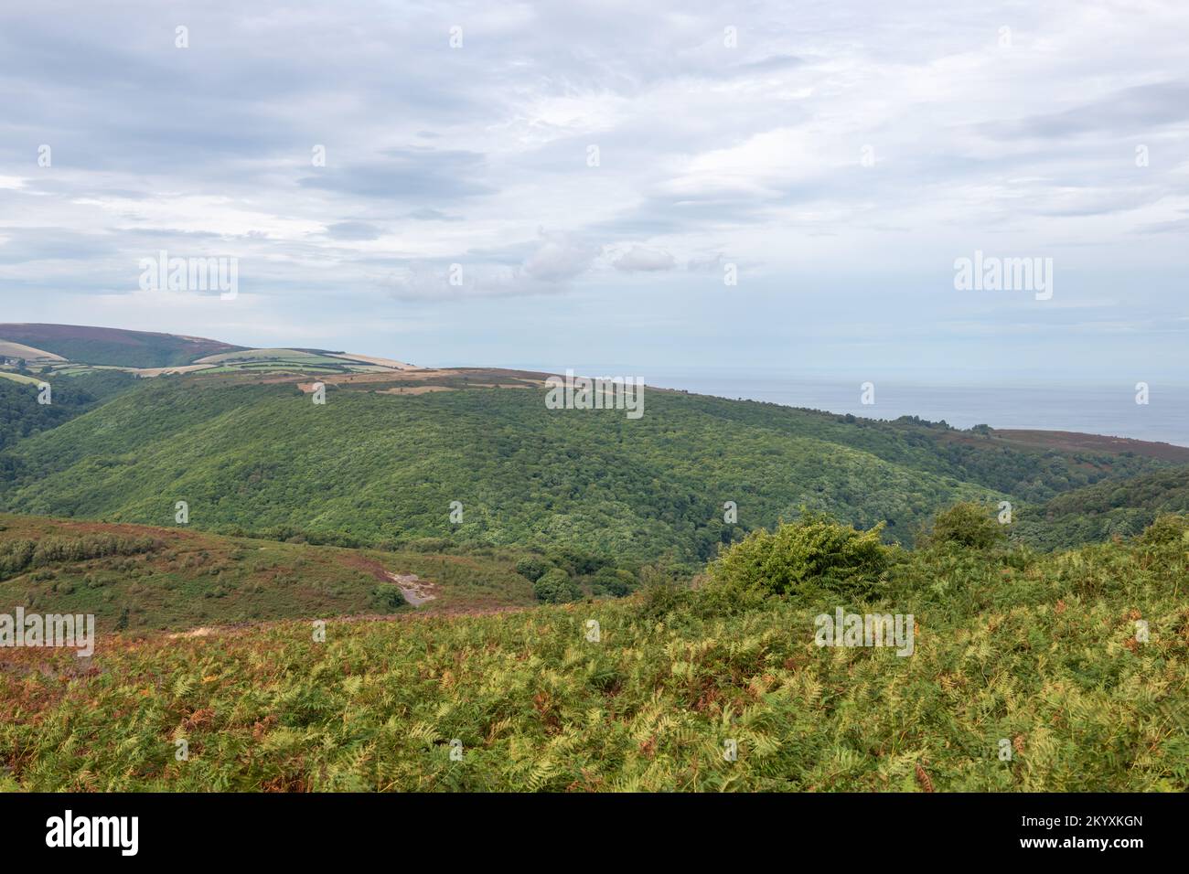 View from Dunkery hill of Horner woods in Exmoor National Park Stock ...