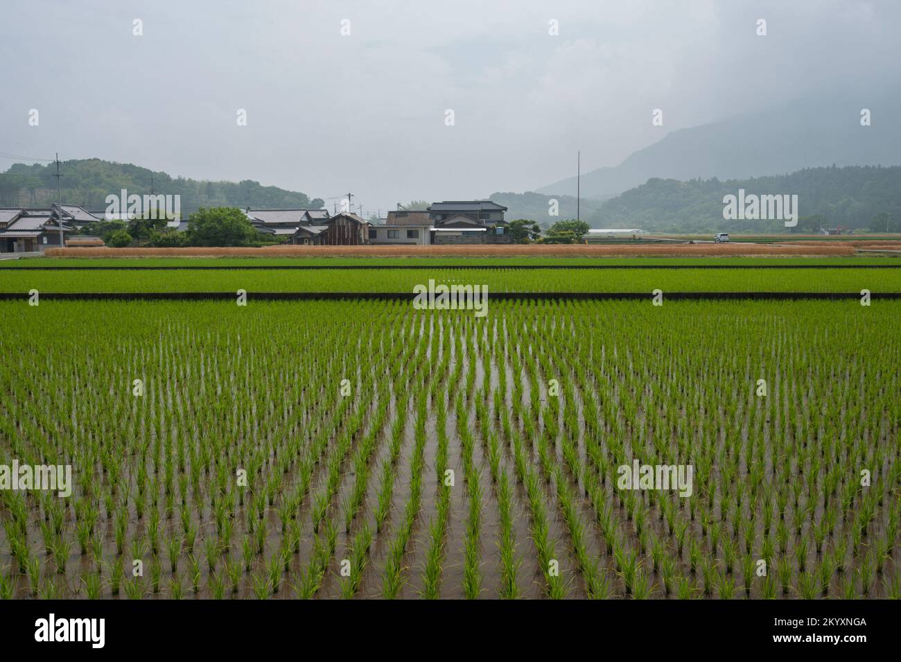 Growing wheat in japan hi-res stock photography and images - Alamy