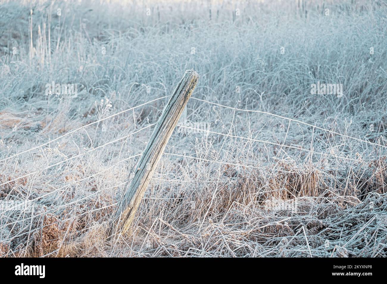 Falling down fencing covered in hoar frost in an overgrown field Stock ...