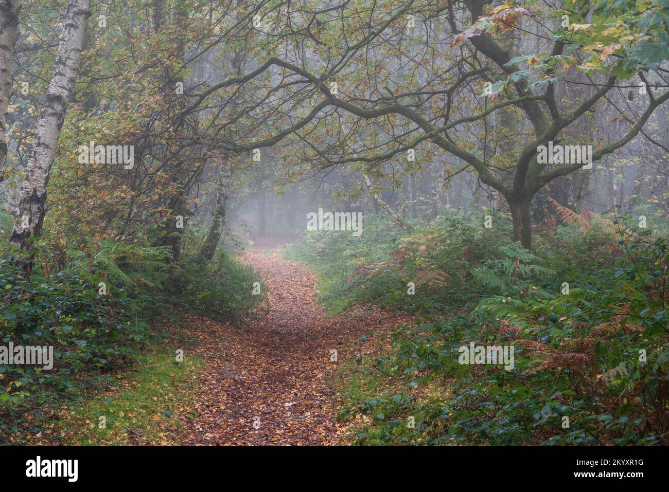 Beautiful atmospheric woodland Autumn Fall landscape image with moody ...