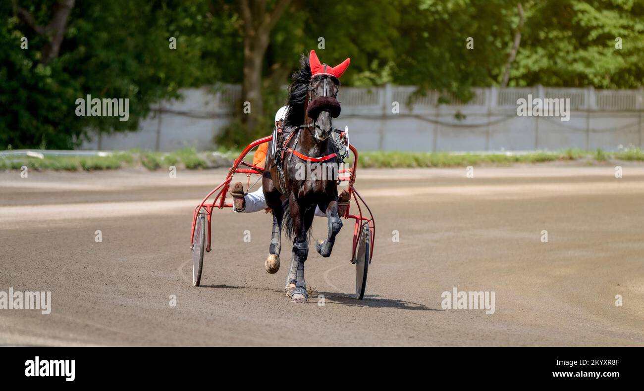 Jockey and horse. Trotting horse race. Race in harness with a sulky or racing bike. Harness ...