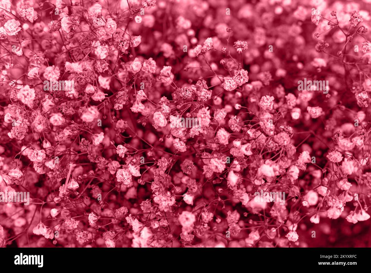 Colorful bouquet of gypsophila baby's-breath flowers Stock Photo - Alamy