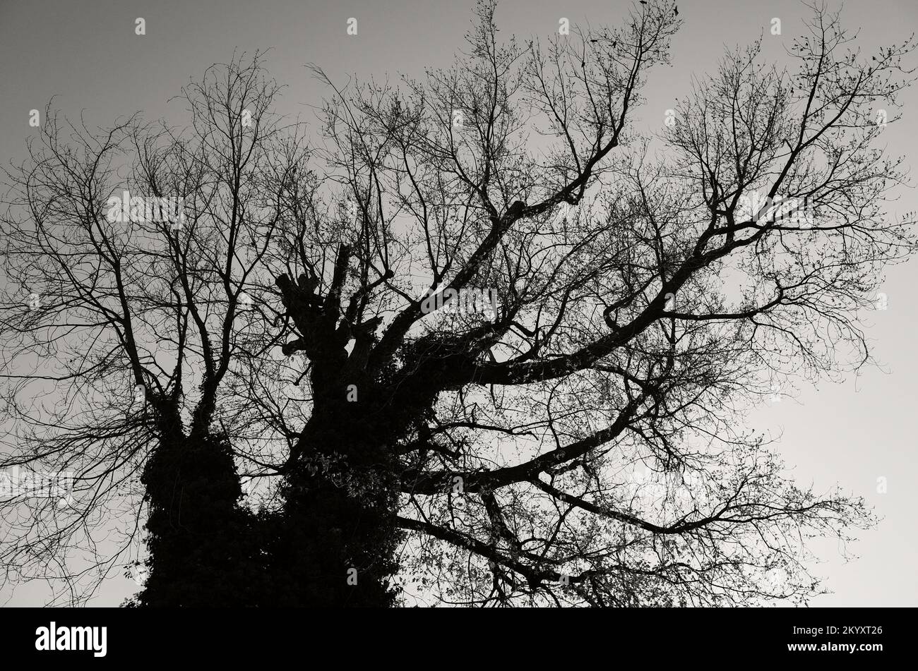 Old leafless tree hi-res stock photography and images - Alamy