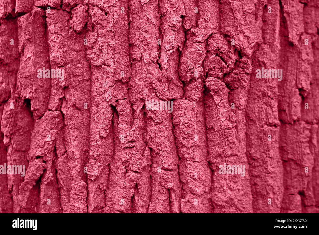 Tree bark texture background. Trendy color concept Stock Photo - Alamy
