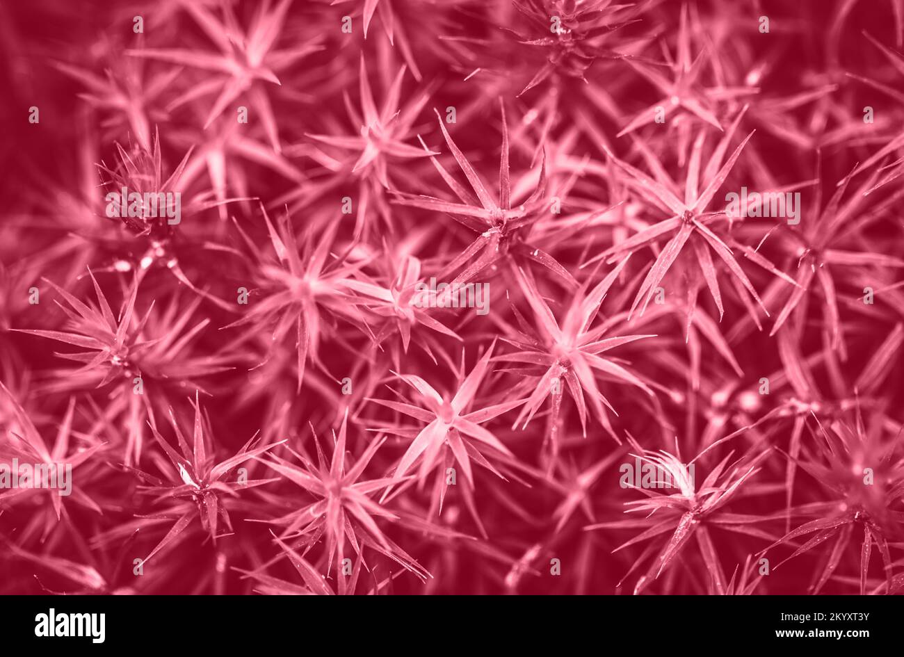 Viva plant hi-res stock photography and images - Alamy