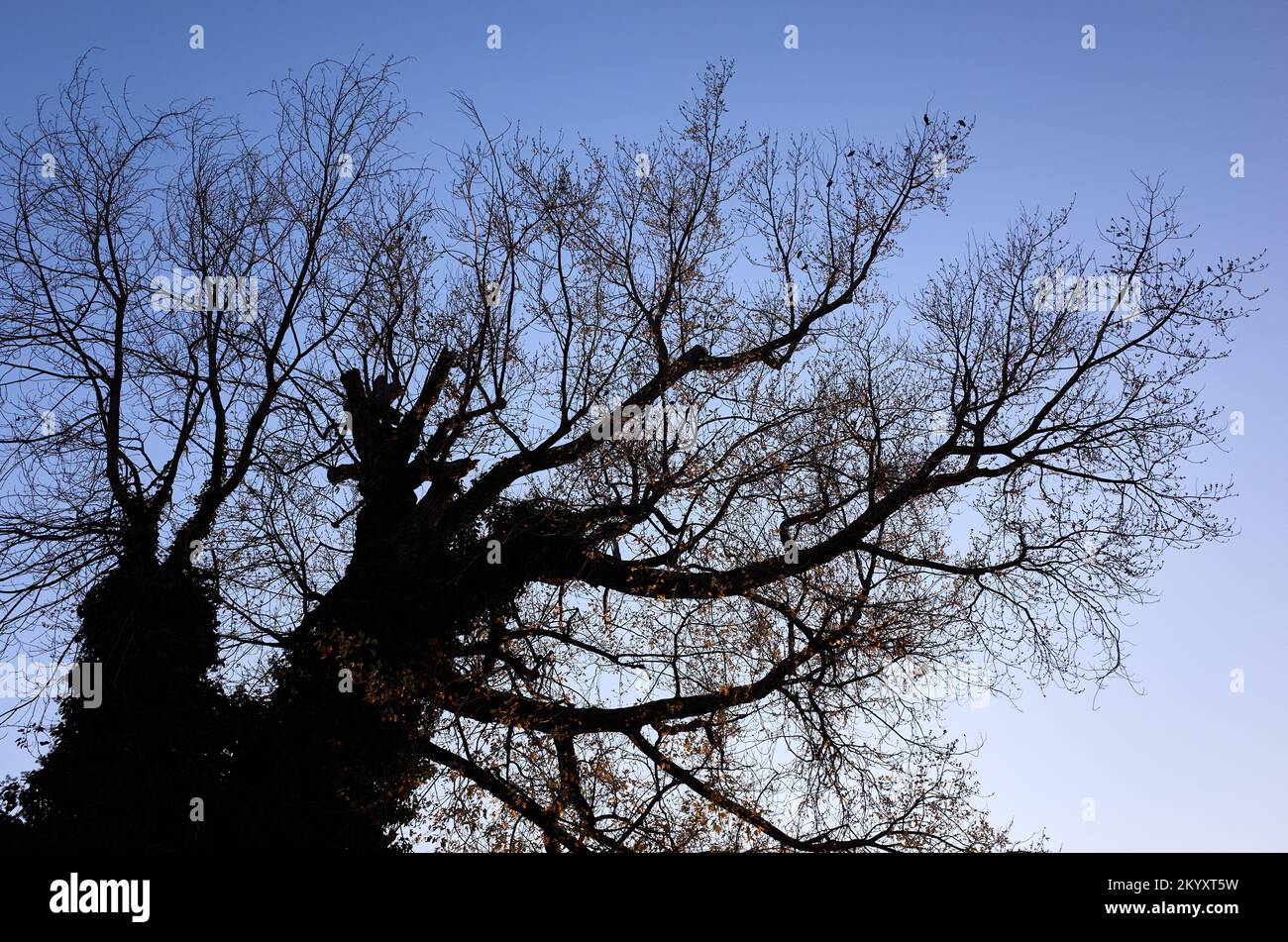 Old leafless tree hi-res stock photography and images - Alamy