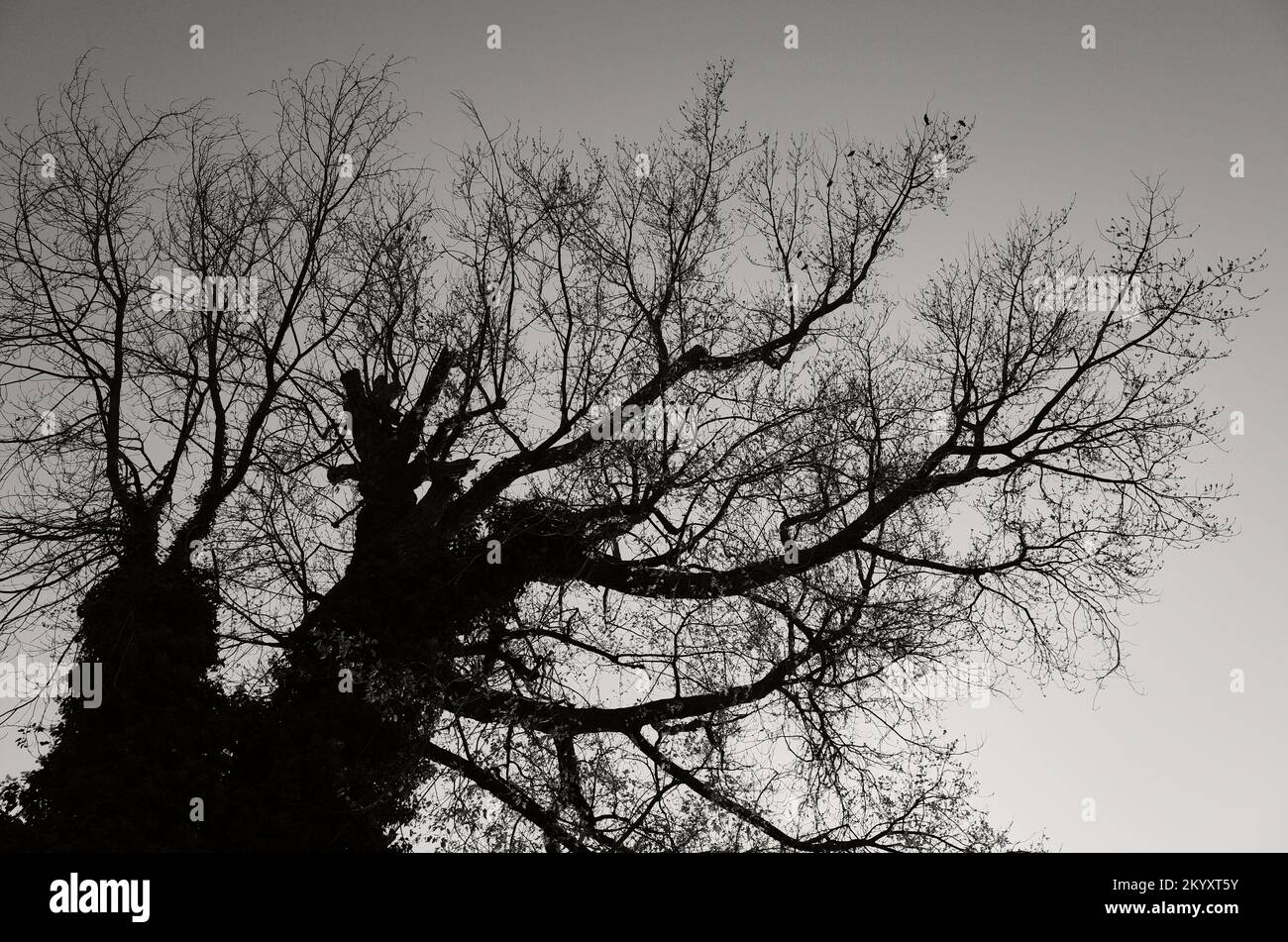 Old leafless tree hi-res stock photography and images - Alamy