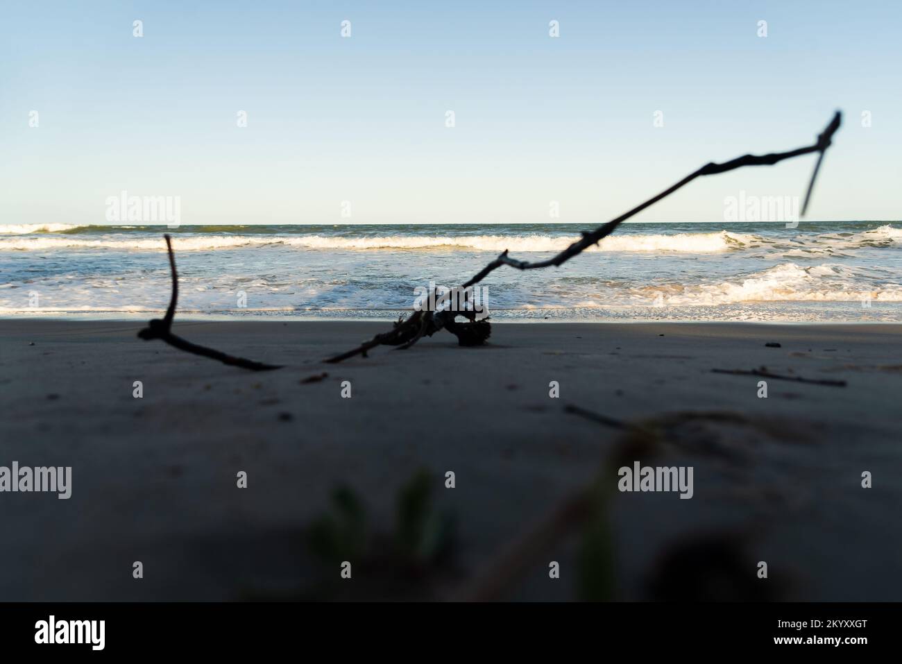 Tree branch in the sand on the beach. Guaibim beach, Valenca, Brazil ...