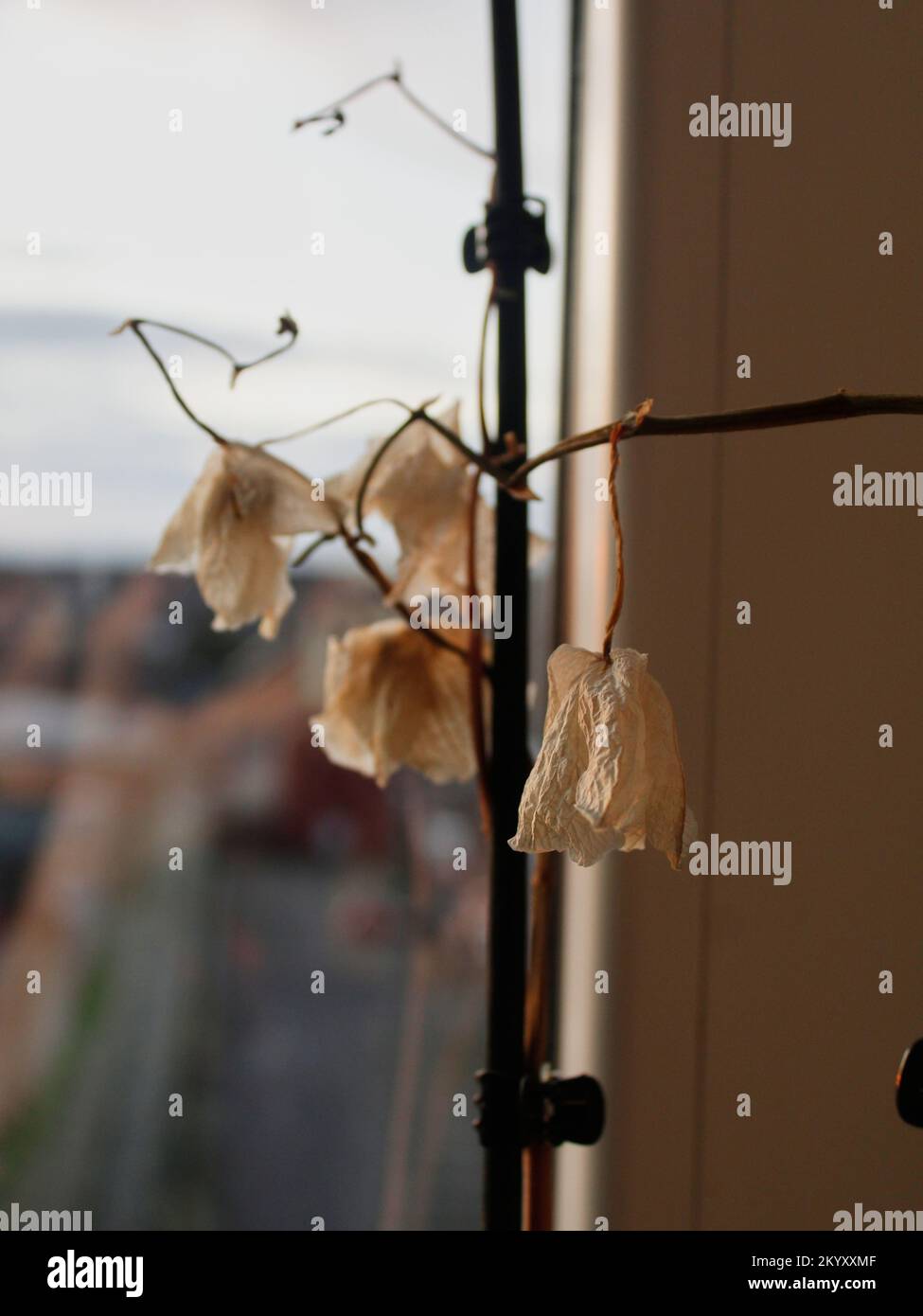 Withered flowers hi-res stock photography and images - Alamy