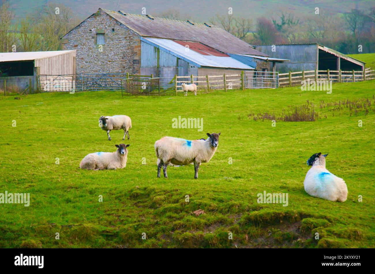 A sheep farm on Pendle Hill, Lancashire, United Kingdom, Europe Stock ...