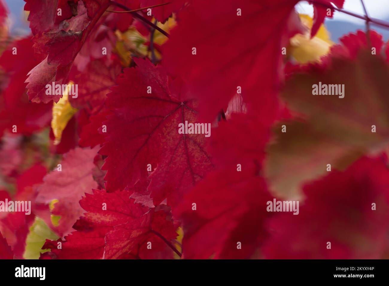 Grape leaves in purple-red color. The fashionable shade of 2023 is viva ...