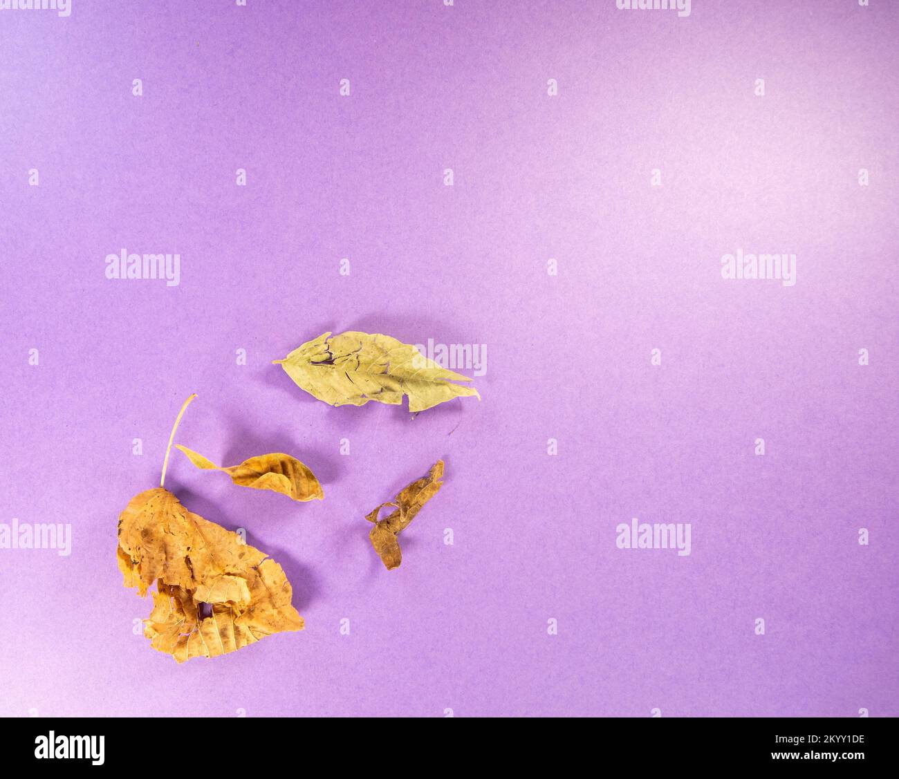 group of four Autumn leaves isolated on a purple background Stock Photo ...