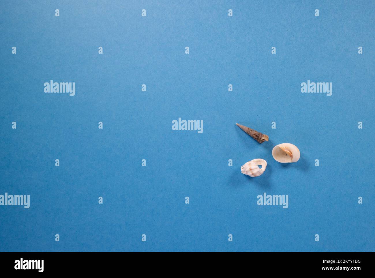 group of three tropical sea shells isolated on a dark blue background ...