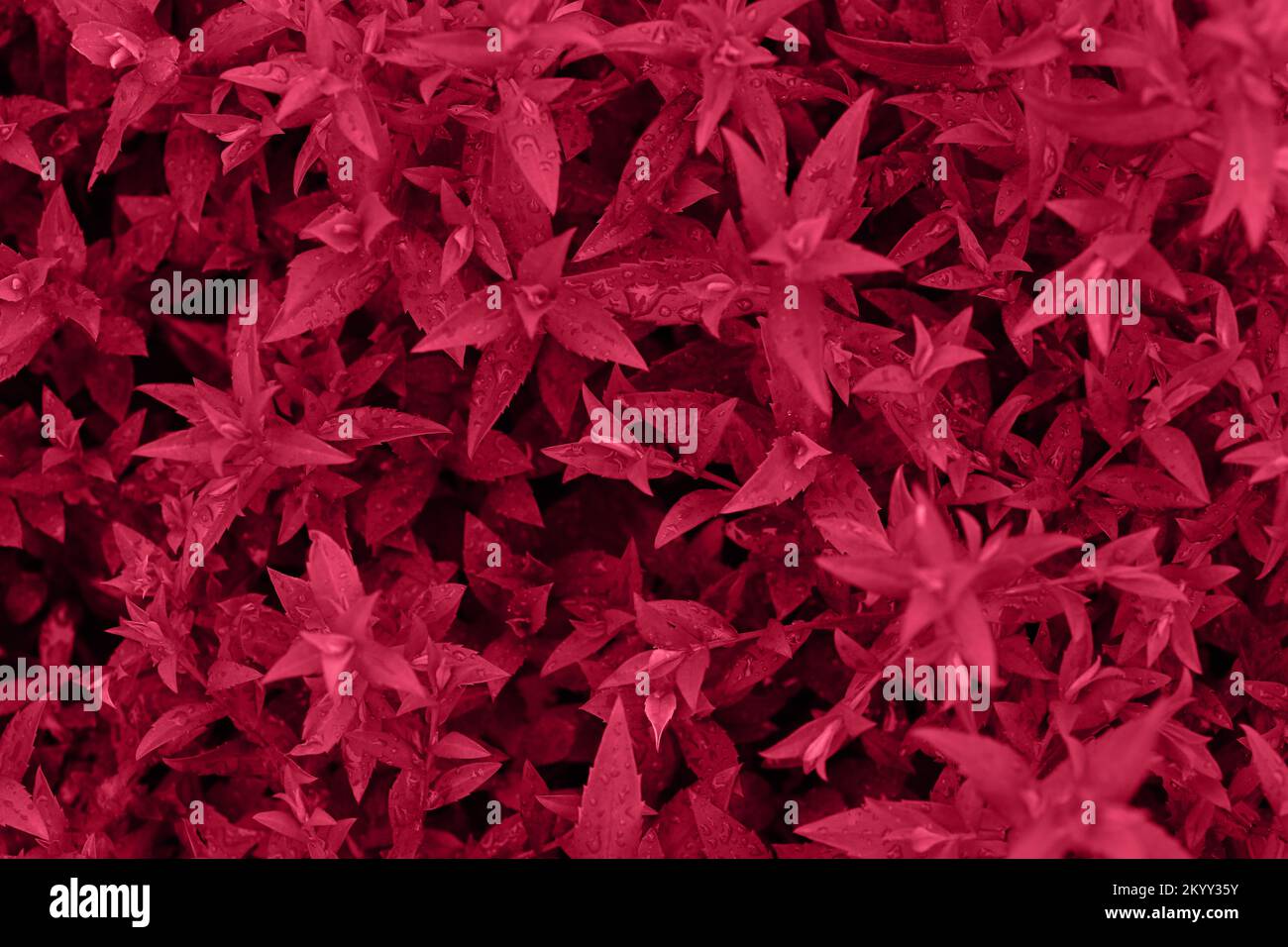 Overview of leafs after rain,colored in trendy red color Stock Photo ...