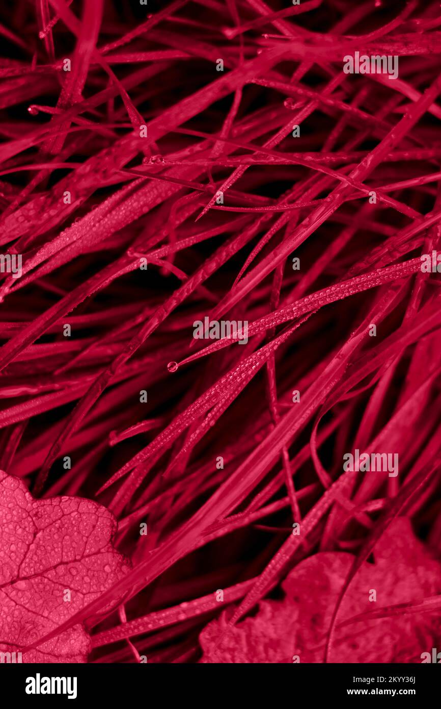 Top view of wet grass,colored in trendy red color Stock Photo - Alamy