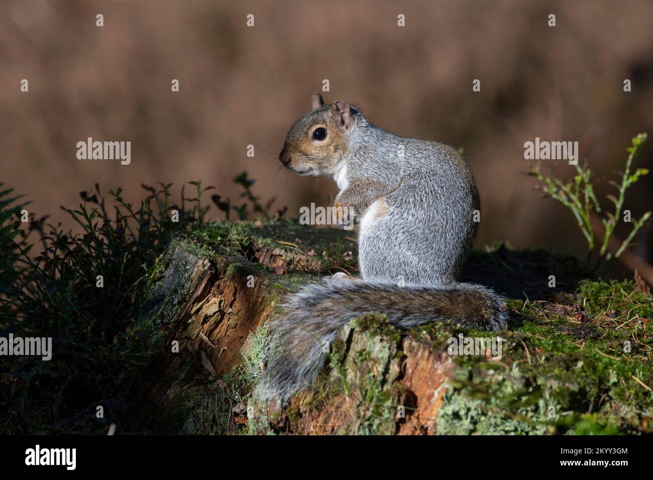 Grey Squirrel (Sciurus carolinensis) in a Peak District woodland ...