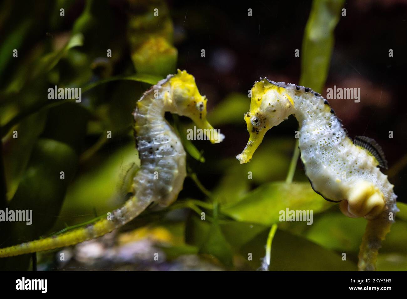 Two specimen of longsnout seahorse (Hippocampus reidi) also known as ...