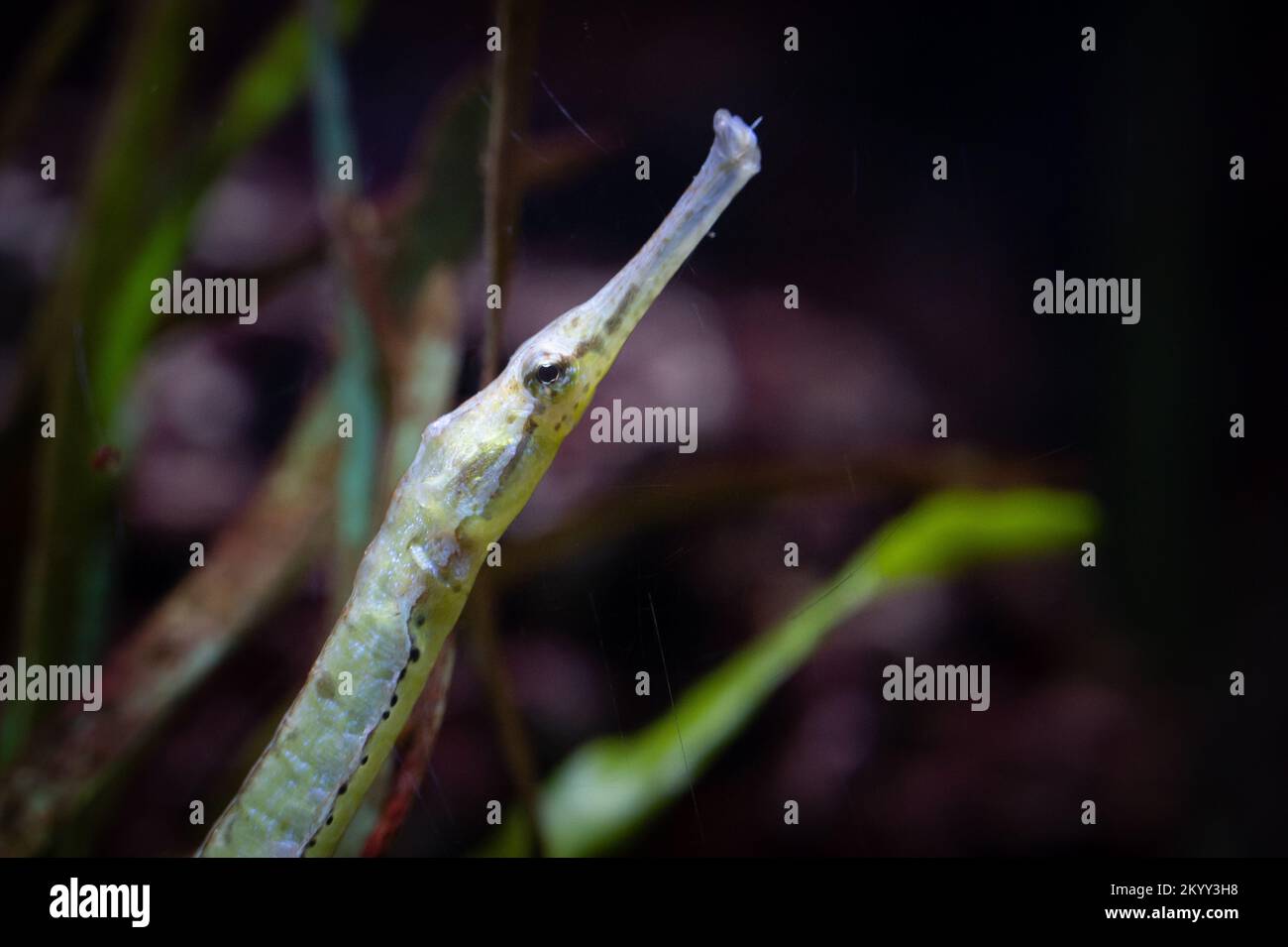 The head of a pipefish (Syngnathinae Stock Photo - Alamy