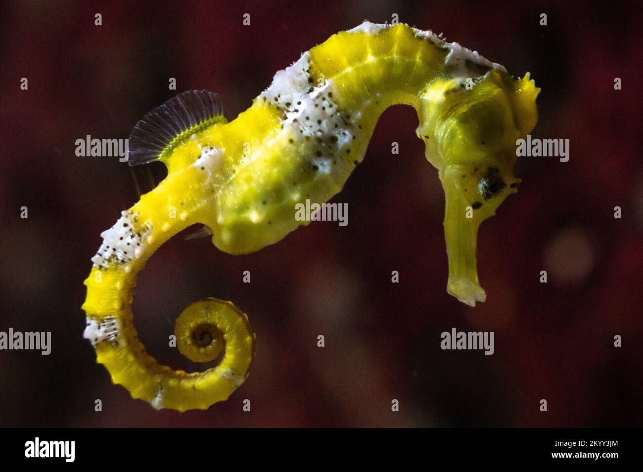 Specimen of longsnout seahorse (Hippocampus reidi) also known as ...