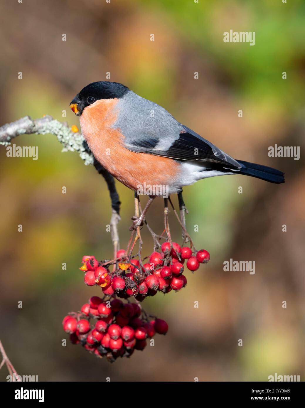 Male eurasian bullfinch pyrrula pyrrula hi-res stock photography and ...