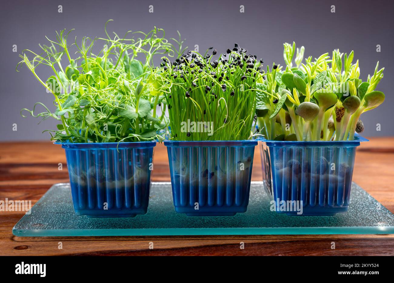 Healthy food, young sprouts plants of green garden cress, chives onion ...