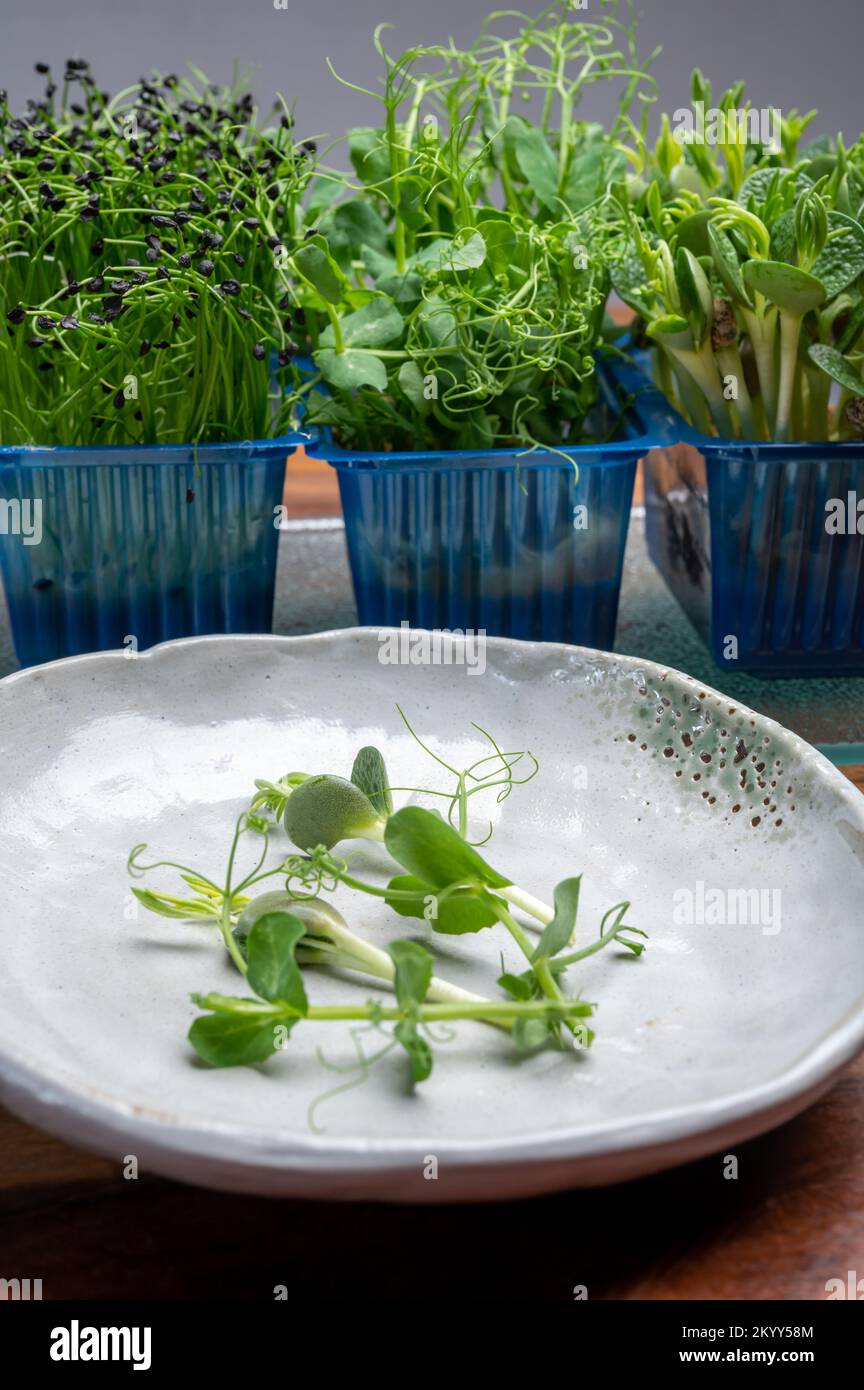 Healthy food, young sprouts plants of green garden affilla cress ready ...